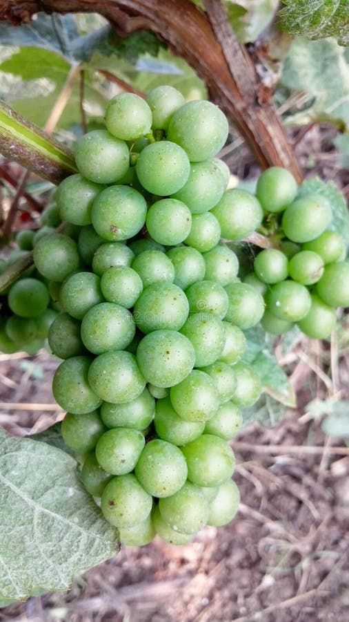 Grape, Grapevine Family, Fruit, Seedless Fruit Picture. Image: 100709424