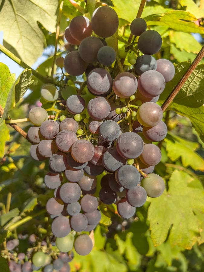 The Fruit of the Grapes Ripening in the Sun Stock Image - Image of ...