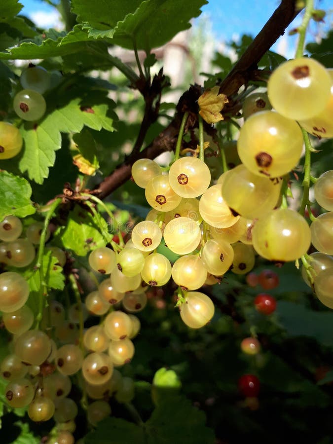 Fruit, Grapevine Family, Grape, Gooseberry Stock Photo - Image of ...