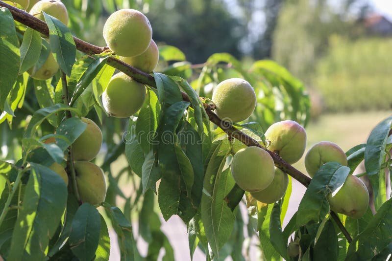 Green peaches on a branch stock photo. Image of plant - 98650380