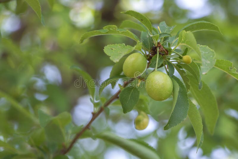 Fruit Green Plums Hanging on the Tree, Blurred Background of Nature ...