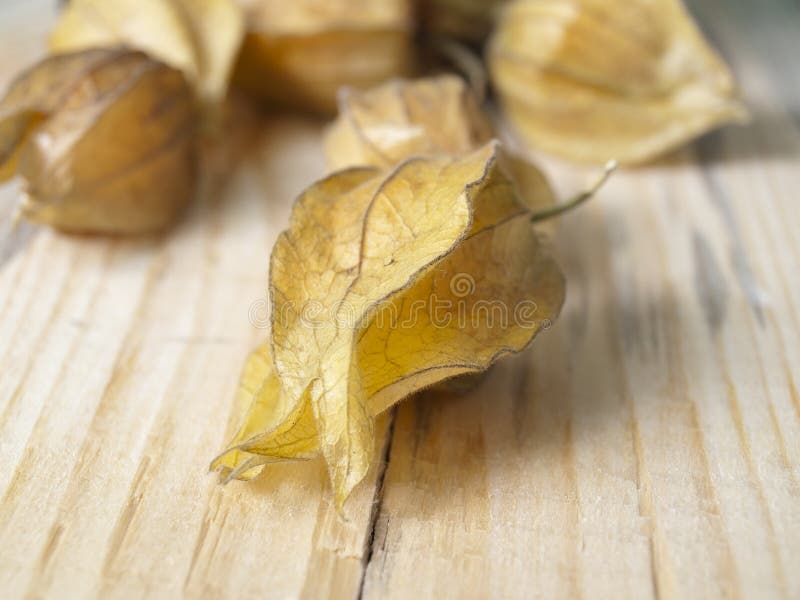 Fruit of ground-cherry stock image. Image of natural - 29387637