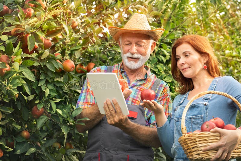 Fruit Growers with Digital Tablet Checking Quality Stock Photo - Image ...