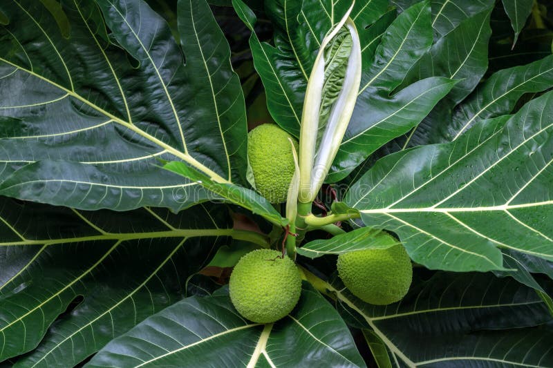 Fruit and the Growing Breadfruit Tree. Stock Photo - Image of health ...