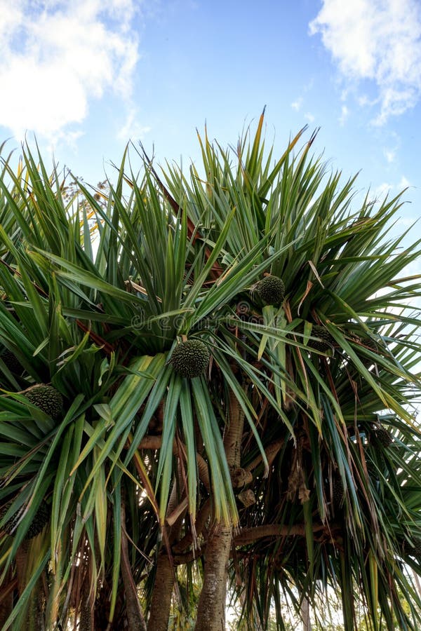 Fruit Grows on a Screwpine Tree Pandanus Utilis Stock Photo - Image of ...