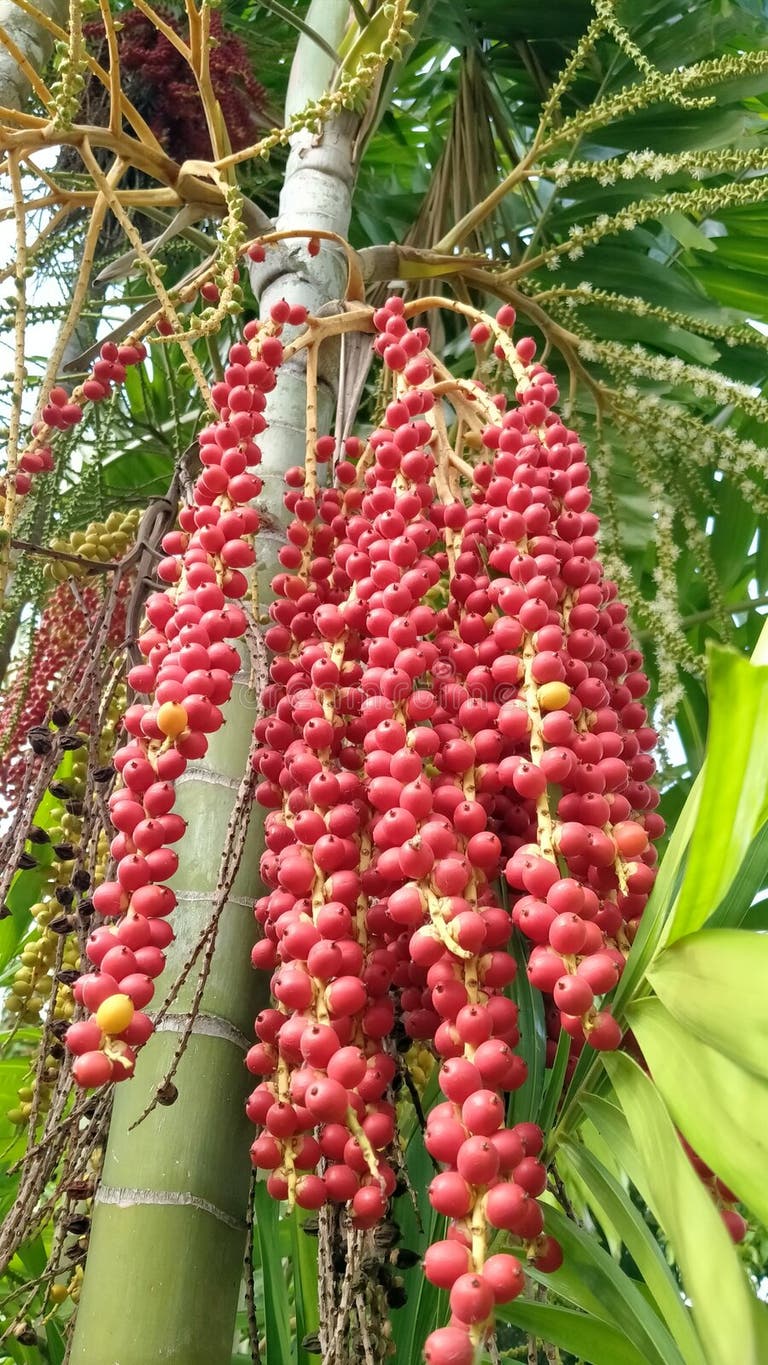 22,600 Very Well Mrkalyan Stock Photos - Free & Royalty-Free Stock ...