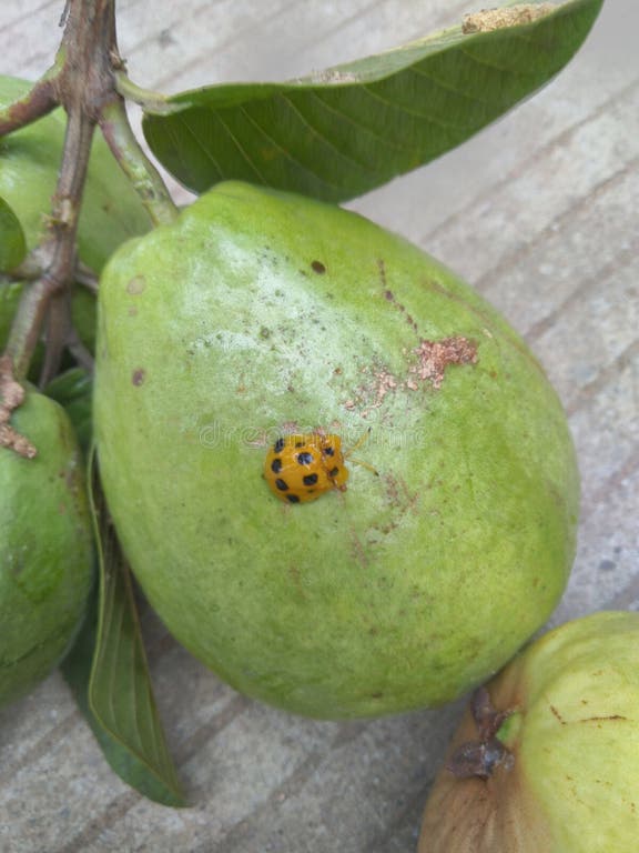 Fruit Guava Ladybug Green Insect Stock Photo - Image of insect, ladybug ...