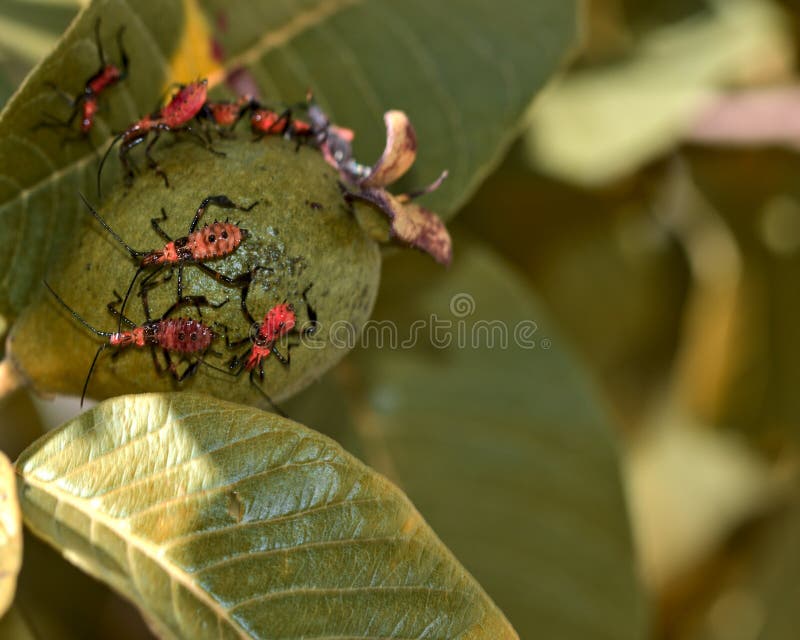 Fruit from the guava tree stock photo. Image of brazil - 248546542