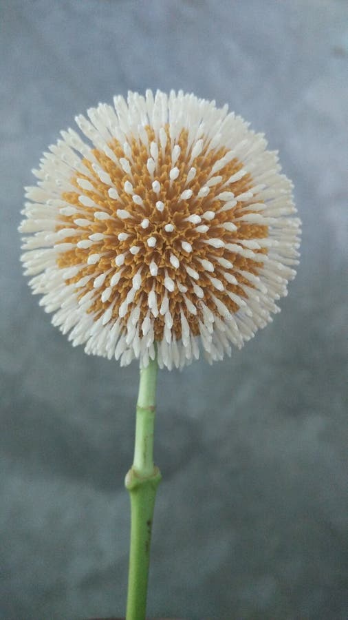 Fruit having flower stock photo. Image of ball, like - 116174262