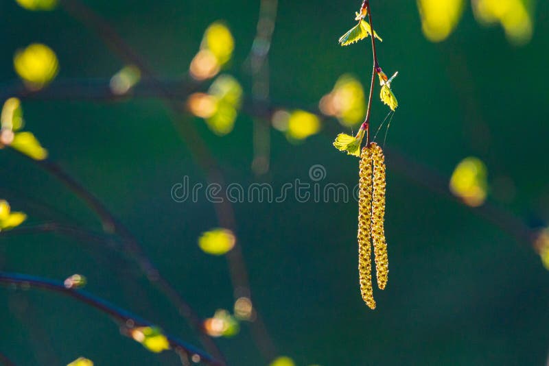 Fruit of the Hazel Tree on a Green Spring Background Stock Image ...
