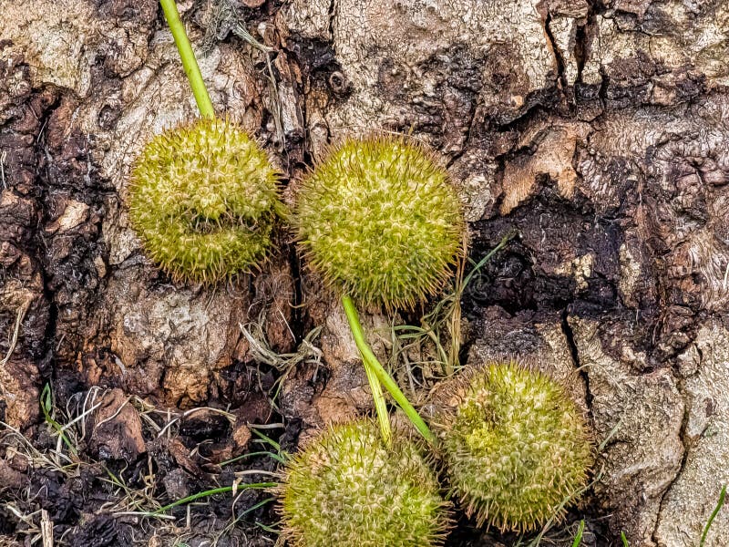 Fruit Heads of the Platanus Orientalis Tree Stock Image - Image of leaf ...