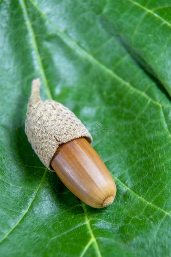 Acorn and its shell. stock image. Image of shell, seasonal - 196985619