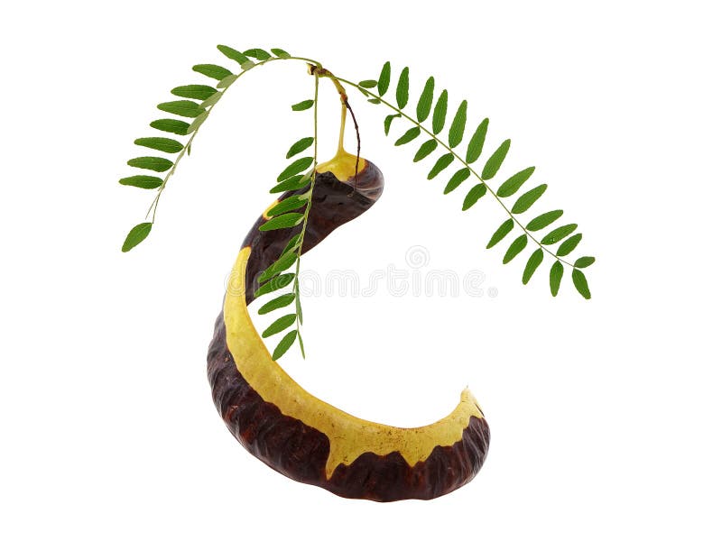 Fruit of Honey Locust Tree, Gleditsia Triacanthos Stock Image - Image ...