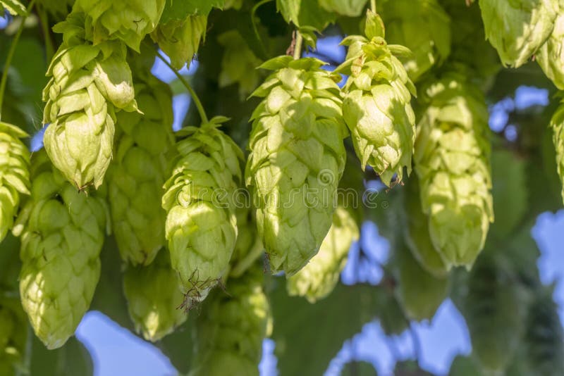 The Fruit of Hops, a Natural Product, a Beer Ingredient Stock Image ...