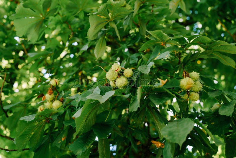The Fruit of Horse Chestnut on the Branches of the Tree - Ball-shaped ...