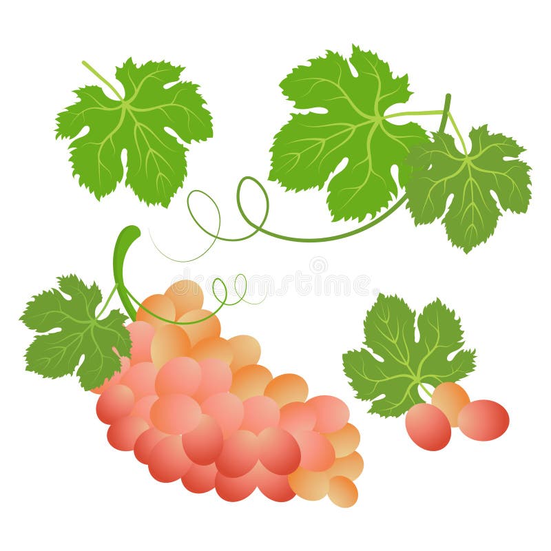 Fruit Illustration, Pink Ripe Grapes and Grape Leaves on a White ...