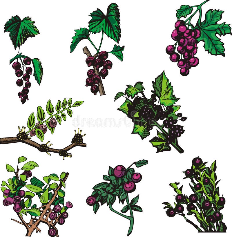 Fruit illustration series stock vector. Illustration of life - 3804121