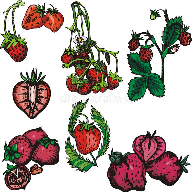 Fruit illustration series stock vector. Illustration of artwork - 3808366