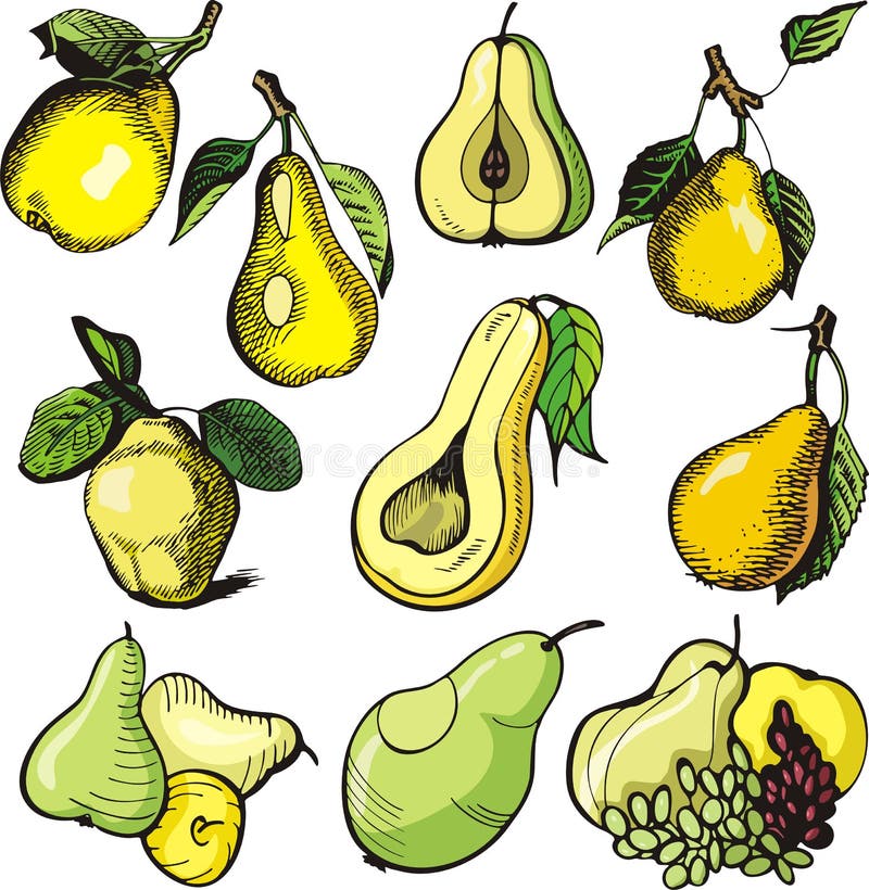 Fruit illustration series stock vector. Illustration of artwork - 3808366