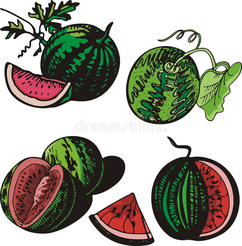 Fruit illustration series stock vector. Illustration of food - 3808289
