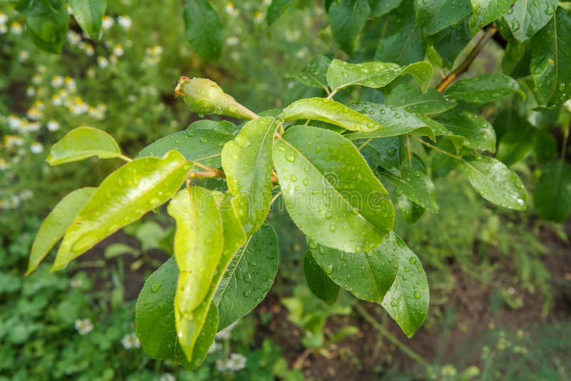 Fruit of Immature Pear on the Branch of Tree Stock Image - Image of ...