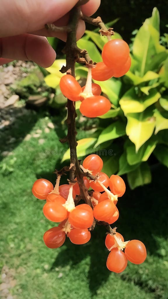 The Fruit from Indonesia Called Jentik Fruit Stock Photo - Image of ...