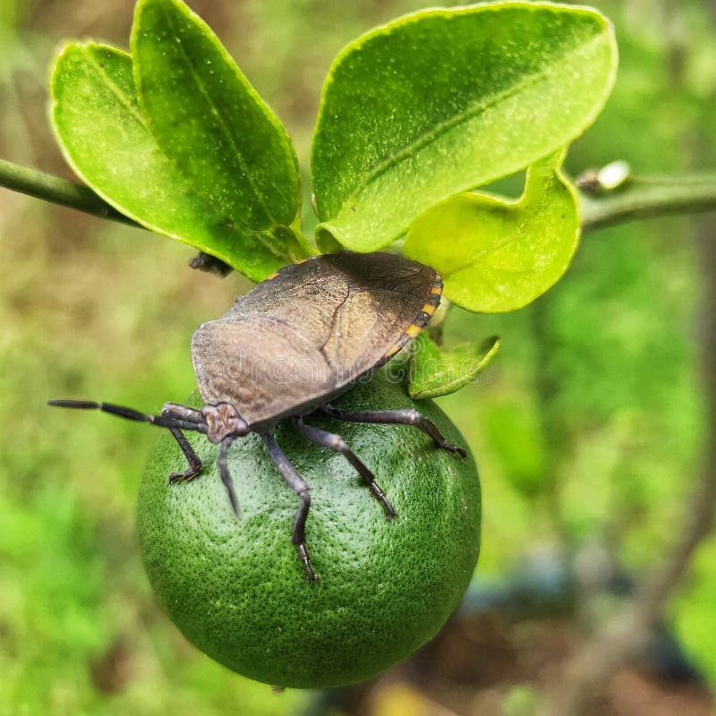 Fruit Insects Perch on Citrus Plants Stock Photo - Image of insects ...