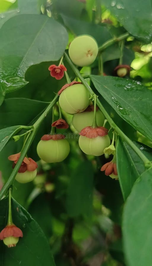 Fruit of the Jasmine Tree (Jasmine Stock Image - Image of outdoor ...