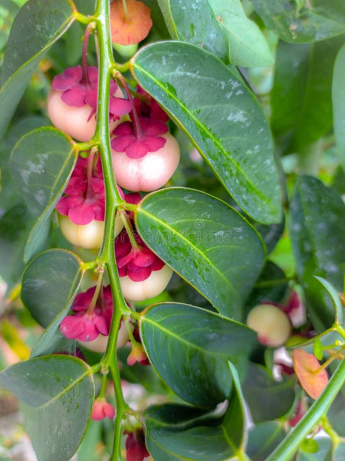 Katuk Trees Stock Photos - Free & Royalty-Free Stock Photos from Dreamstime