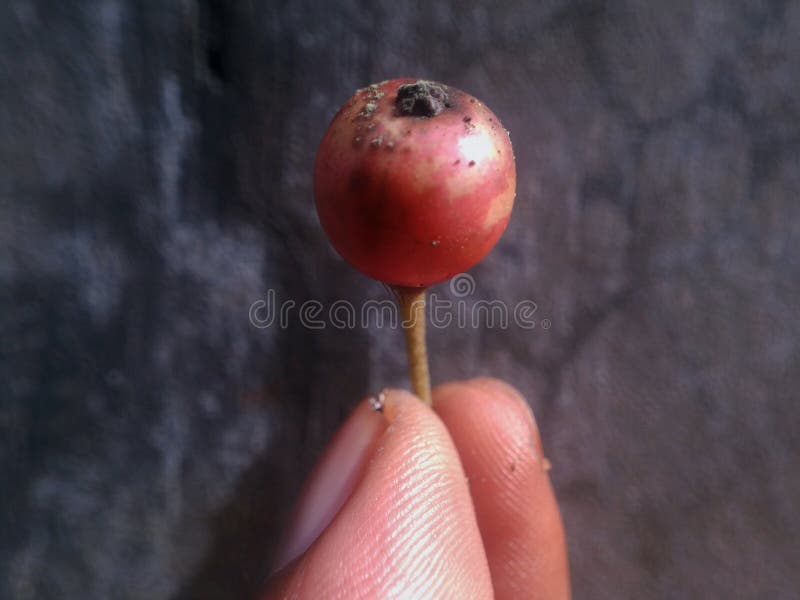 Fruit Kemundu Cherry Nature Buah Stock Photo - Image of nature, cherry ...