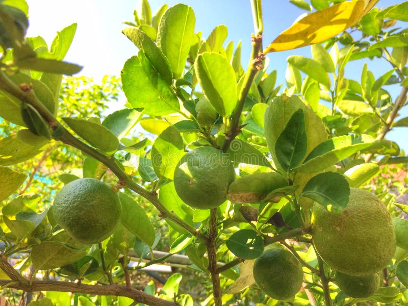 Lemon on tree stock image. Image of garden, agriculture - 102681979