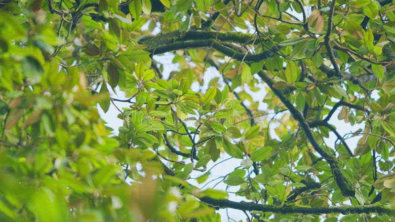 Fruit and Leaves of Magnolia Grandiflora. Magnolia Tree with Green ...