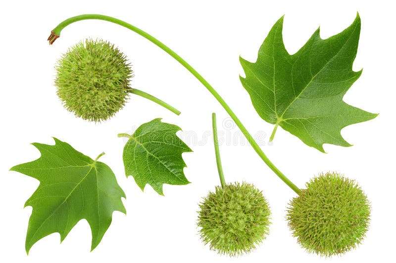 Platanus Tree, Sycamore Leave Isolated on White Background. Top View ...