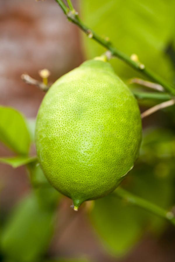 Wild lemon tree stock photo. Image of herbal, spiked - 50604480