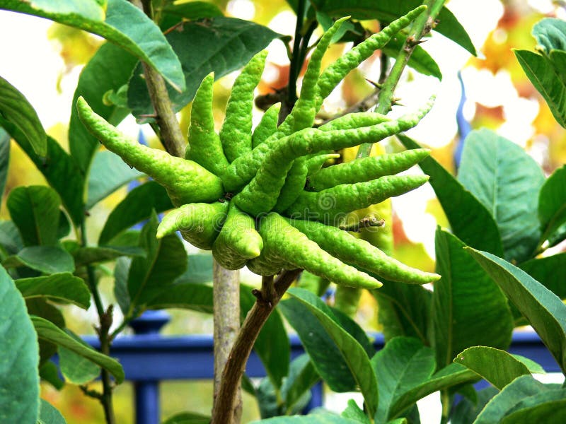 342 Buddha Hand Fruit Stock Photos - Free & Royalty-Free Stock Photos ...
