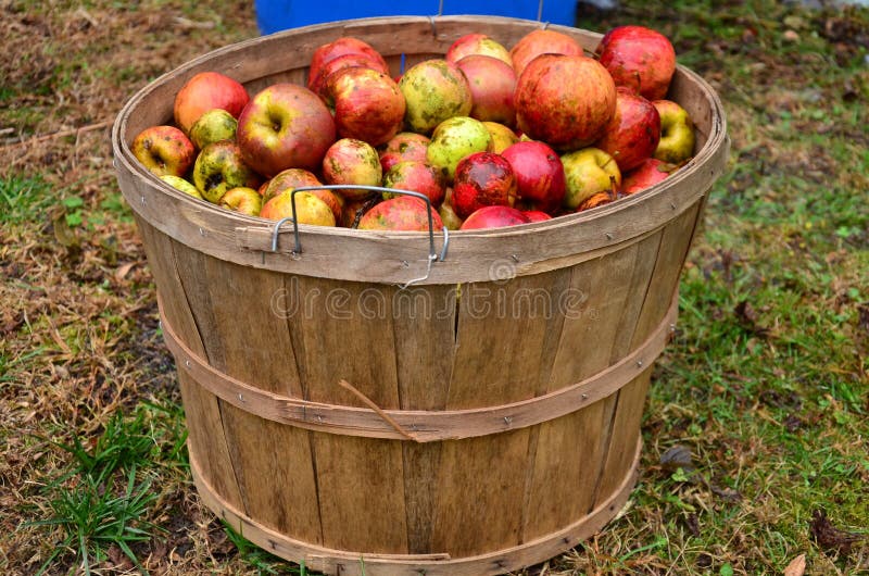 Fruit, Local Food, Produce, Apple Picture. Image: 119865663