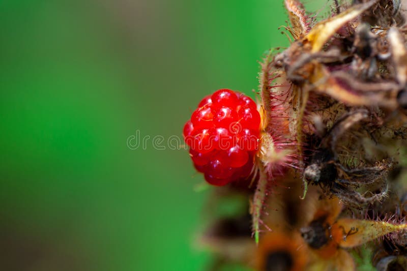 Fruit of a Loganberry, Rubus Loganobaccus Stock Photo - Image of fruit ...