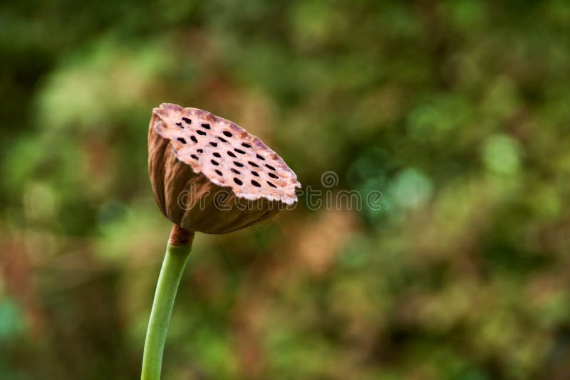 Fruit of lotus flower stock photo. Image of garnish, lily - 6941082