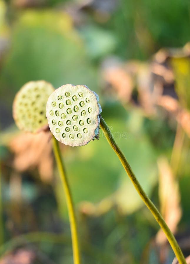 Fruit of lotus plant stock image. Image of lily, chinese - 85170545