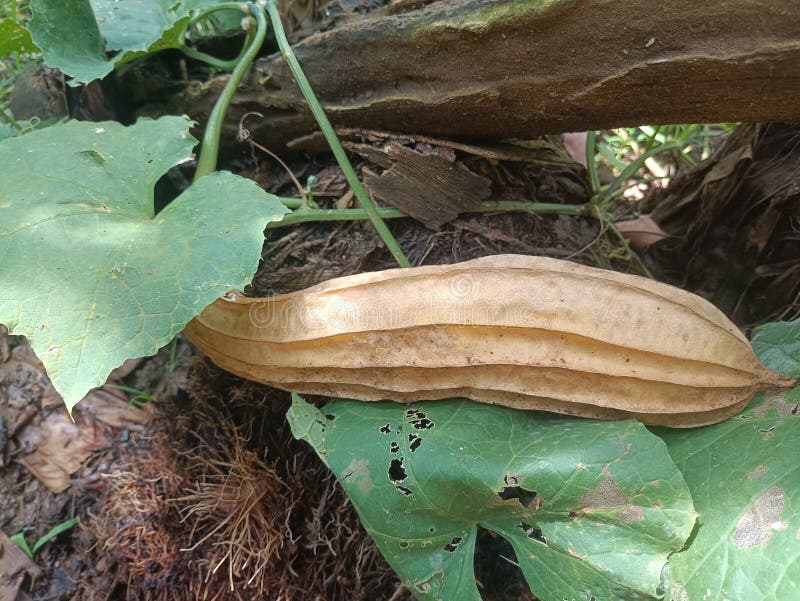 The Fruit of the Luffa Acutangula Vegetable Plant or Commonly Called ...