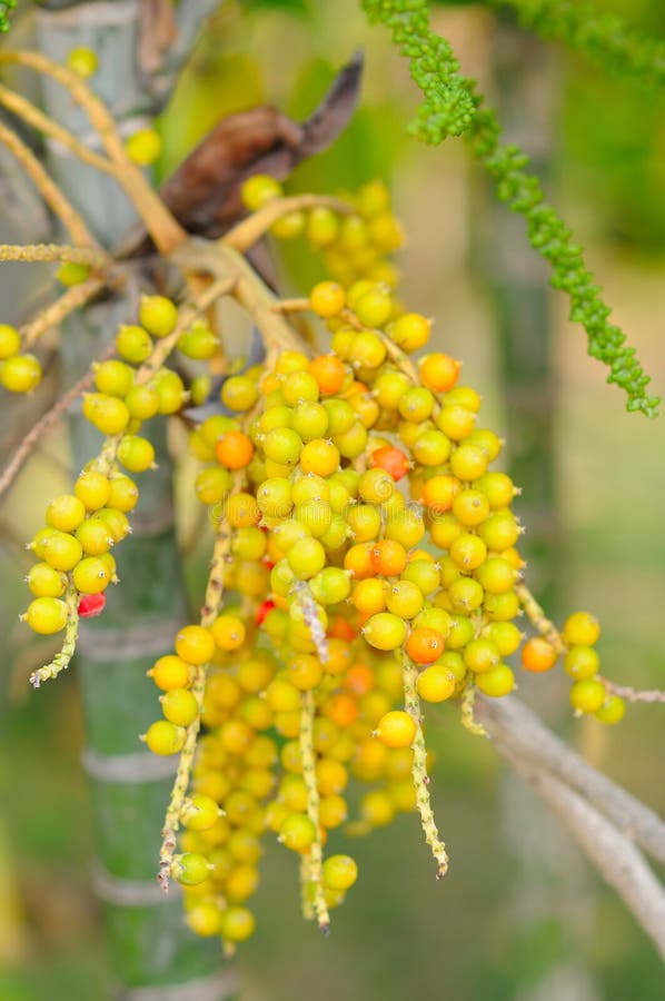 Fruit of a MacArthur Palm Tree Stock Image - Image of tree, food: 217665741