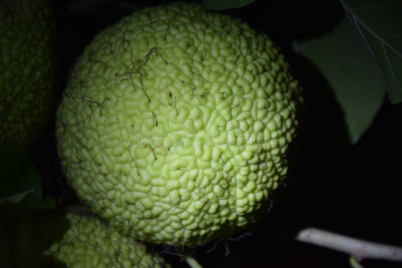Fruit of the Maclura Tree at Night Stock Photo - Image of macro, botany ...