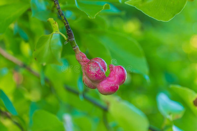 Fruit of Magnolia Kobus. Mokryeon, Kobus Magnolia, Kobushi Magnolia ...