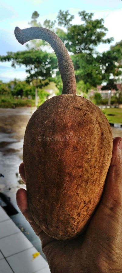 Fruit Mahoni Already Ripe Seeds Natural Medicine Stock Photo - Image of ...