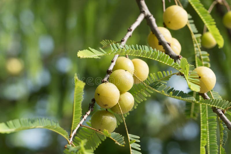 Emblic Myrablan, Malacca Tree (Phyllanthus Emblica L.) Stock Photo ...