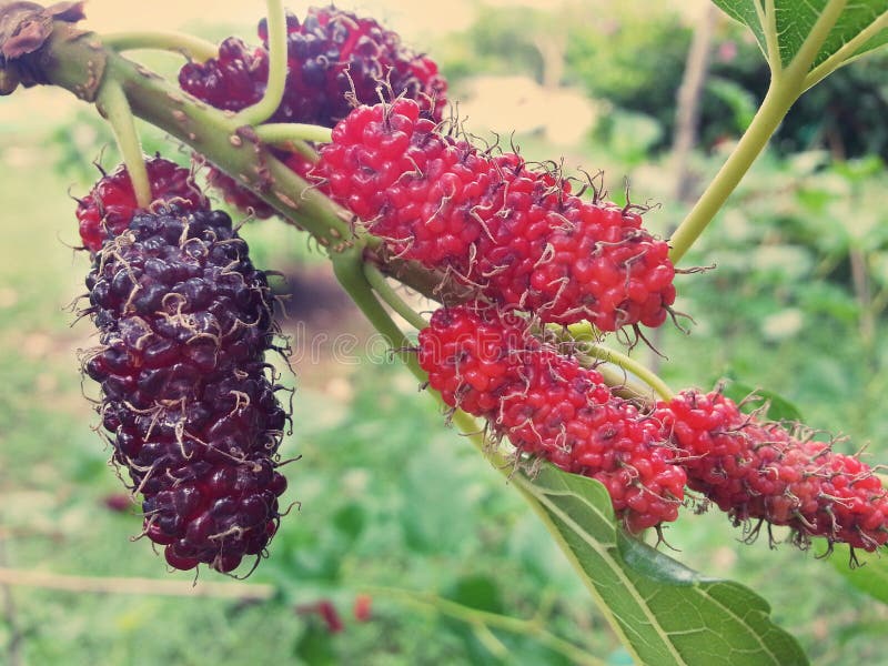 Malberry stock photo. Image of malberry, green, tree - 89043150