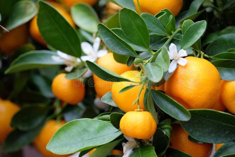 Fruit mandarin on a branch stock image. Image of photograph - 87392755