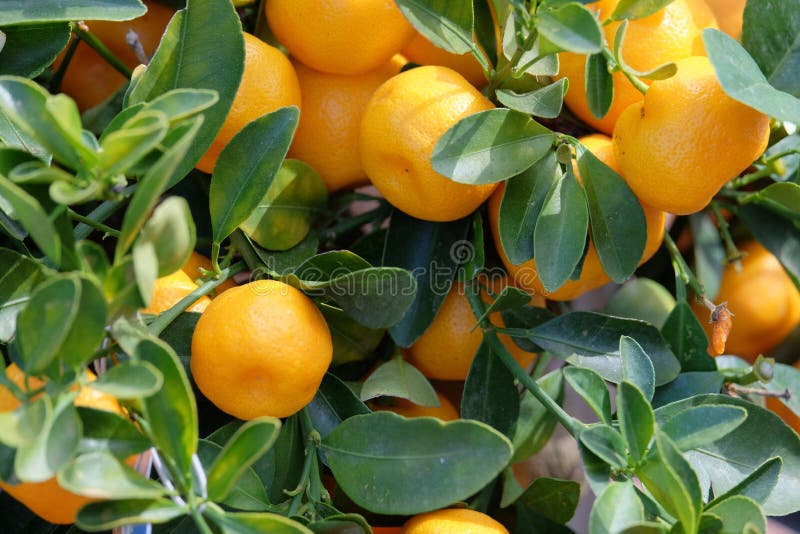 Fruit mandarin on a branch stock image. Image of food - 87392813