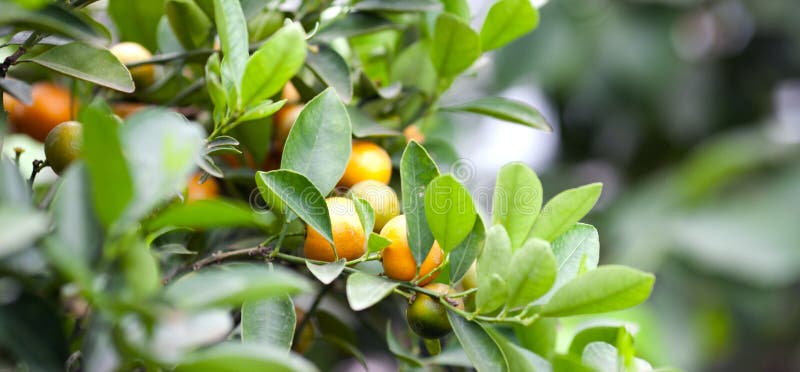 Fruit mandarin stock image. Image of citrus, fruit, mandarin - 51155351