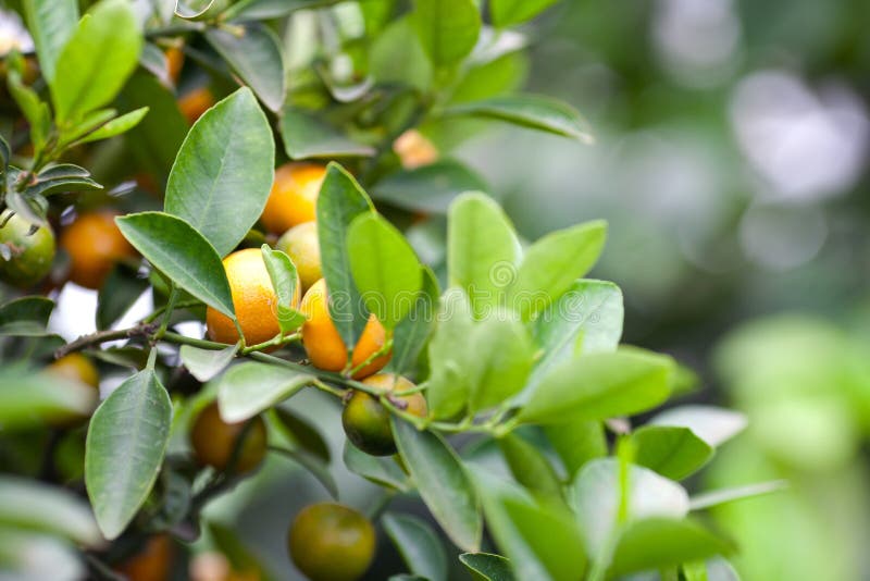 Fruit mandarin stock image. Image of photograph, food - 51155435